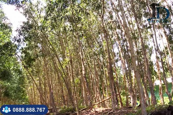 Cây tràm là cây gì? Có bao nhiêu loại? Đặc điểm và công dụng mỗi loại