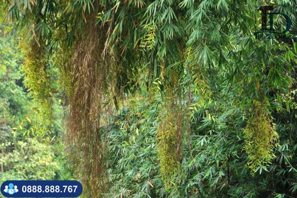 Cây tre: nguồn gốc, đặc điểm, ứng dụng, ý nghĩa và giá trị kinh tế