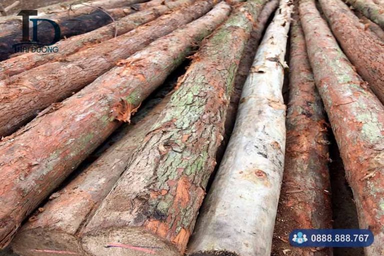 Cây bạch đàn đỏ - Đặc điểm sinh thái và công dụng